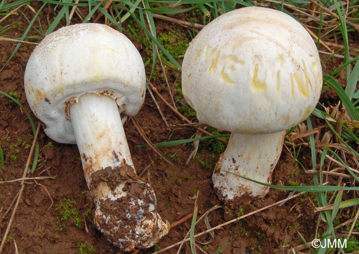 Agaricus xanthoderma = Agaricus xanthodermus